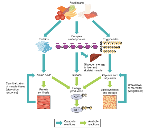 A Few Things About Macronutrients